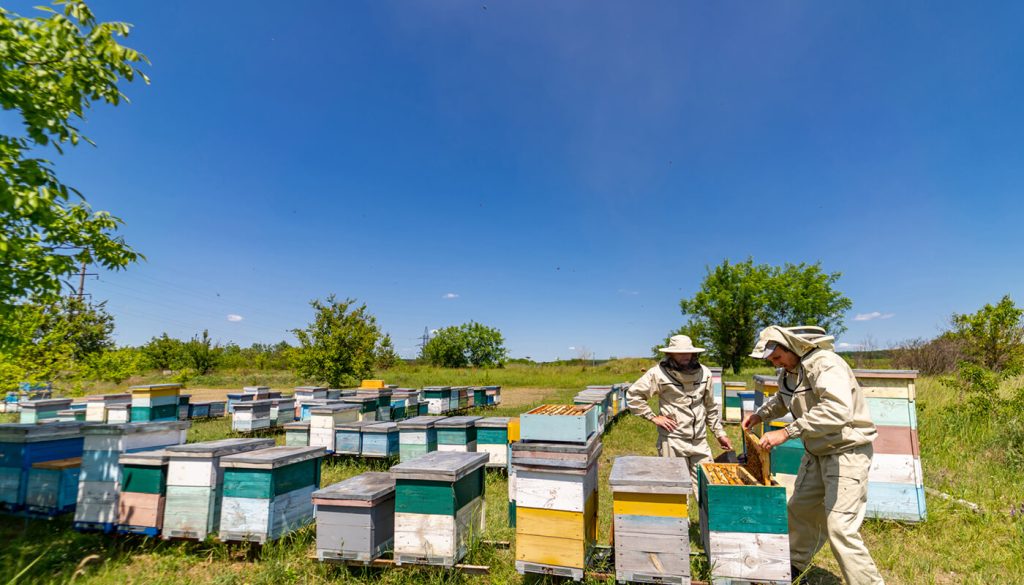 The Pollinator Project