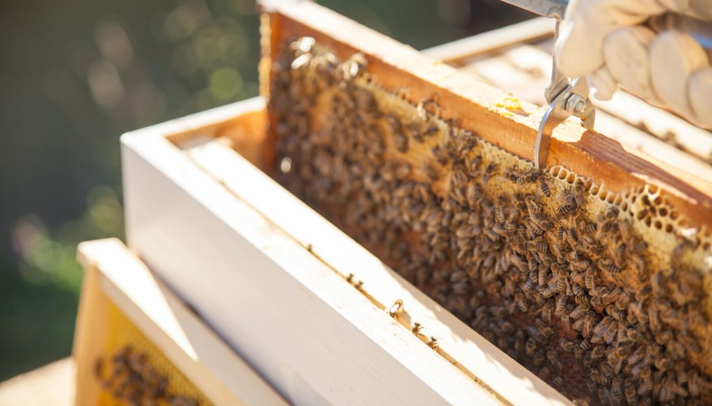 About – The Pollinator Project