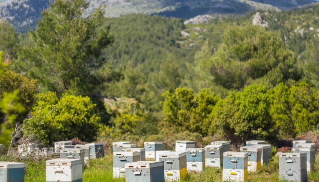 The Pollinator Project