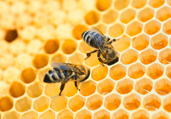 The Pollinator Project