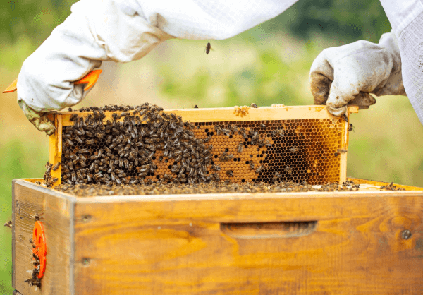 The Pollinator Project