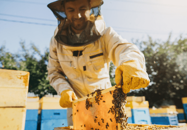 The Pollinator Project