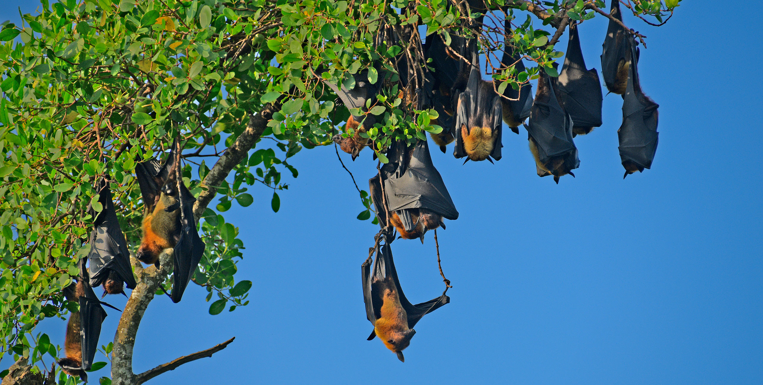 The Pollinator Project